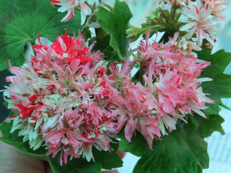 Цветок пеларгонии, изменчивость окраски | Блог магазина Цветы почтой