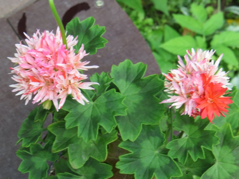 Цветок пеларгонии, изменчивость окраски | Блог магазина Цветы почтой